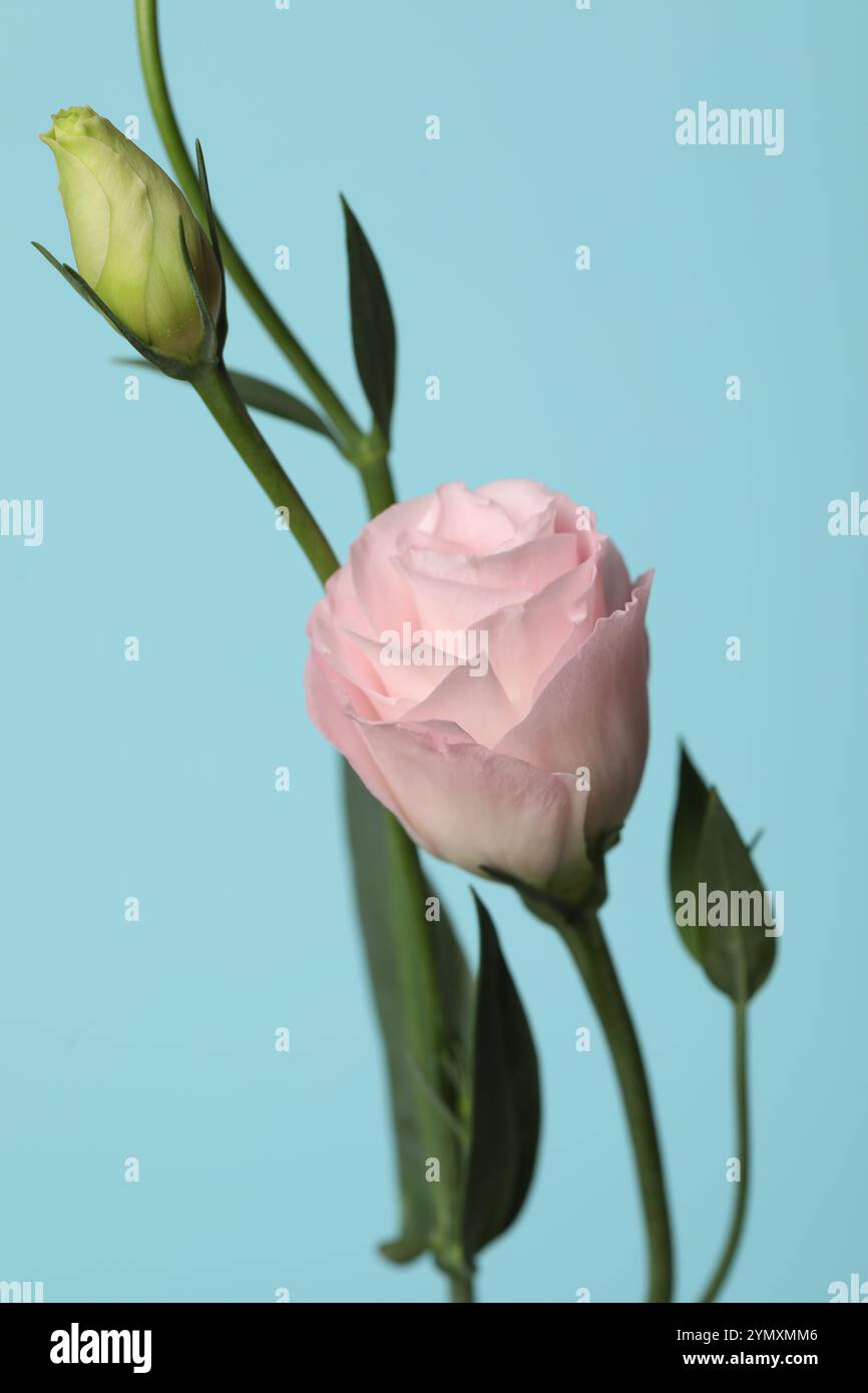 One flower pink eustoma hi-res stock photography and images - Alamy