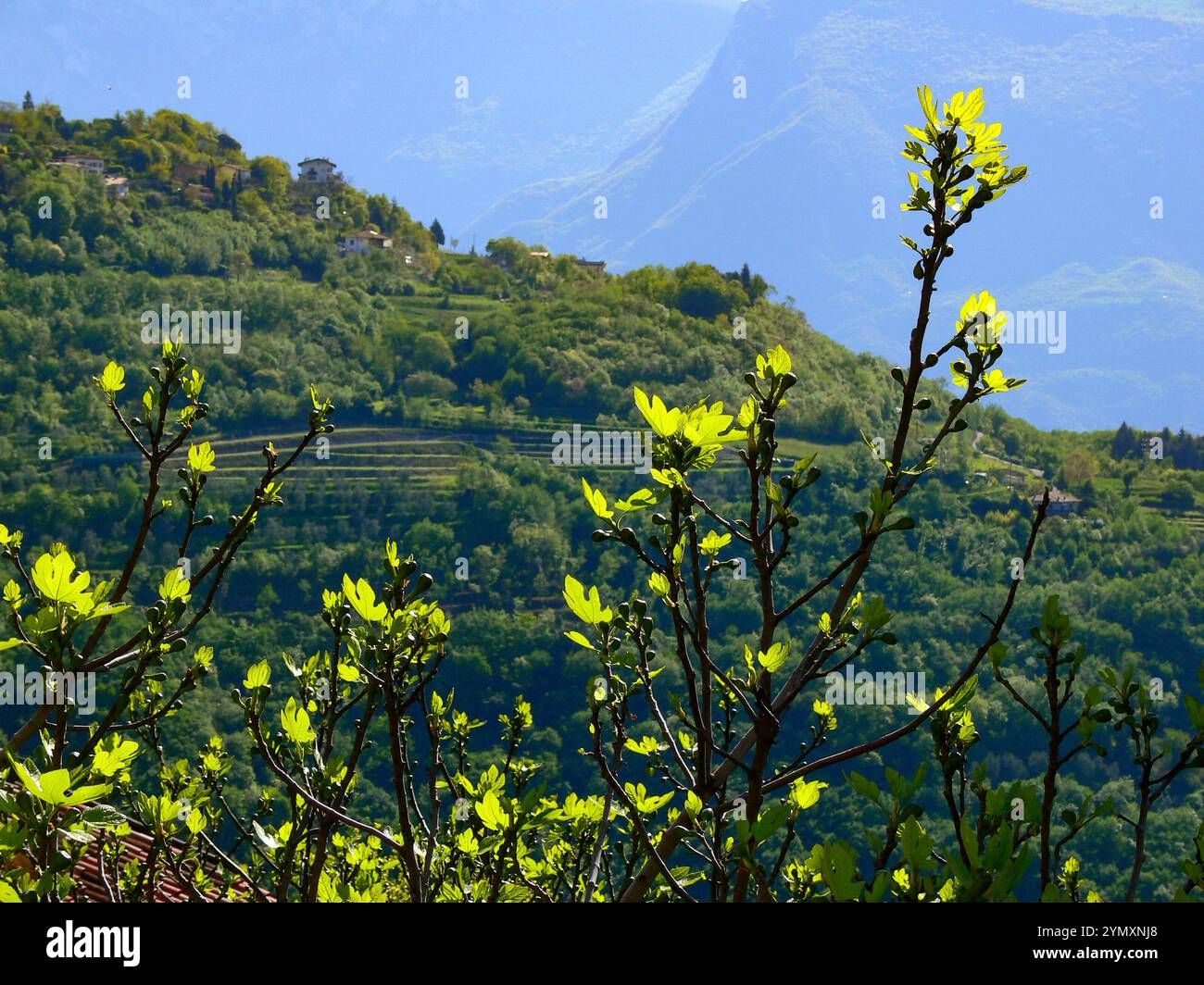 The fresh green of a fig tree (Ficus carica) in Tremosine. Tremosine is ...