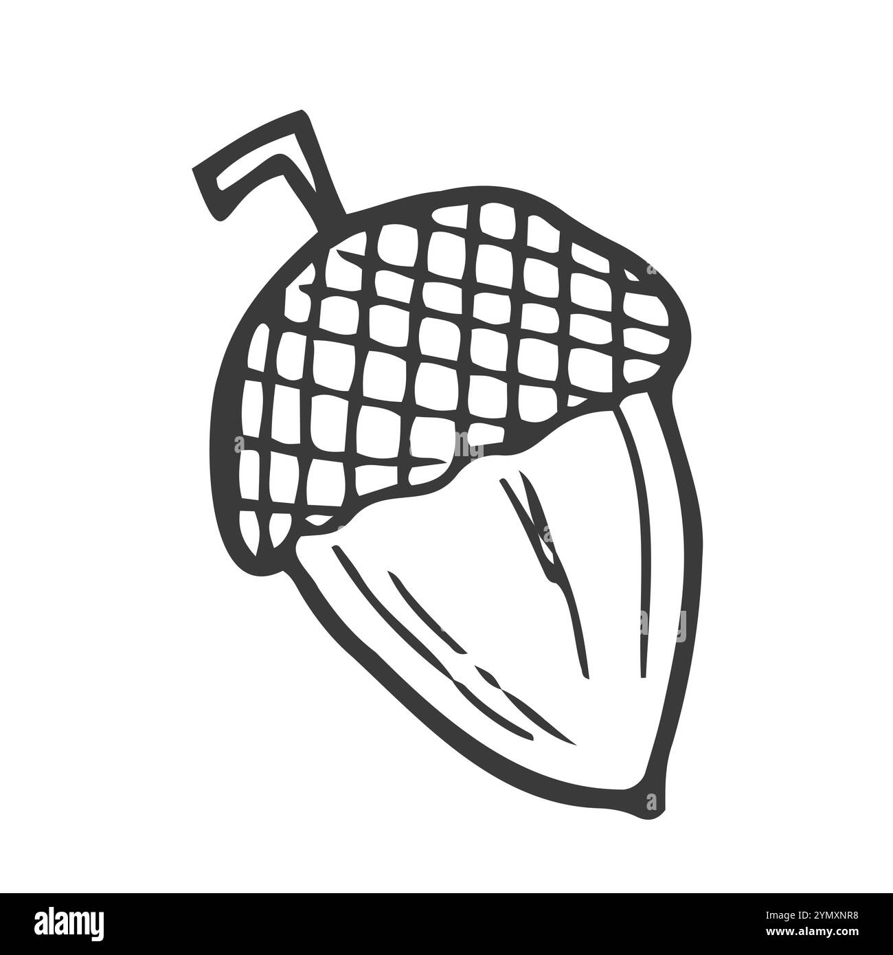 Linear cartoon hand drawn acorn. Cute raster black and white doodle ...