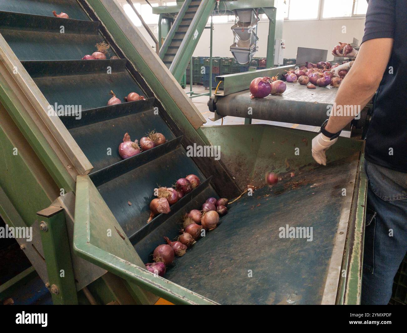 Workers in the factory sort onions being processed in a factory Stock ...