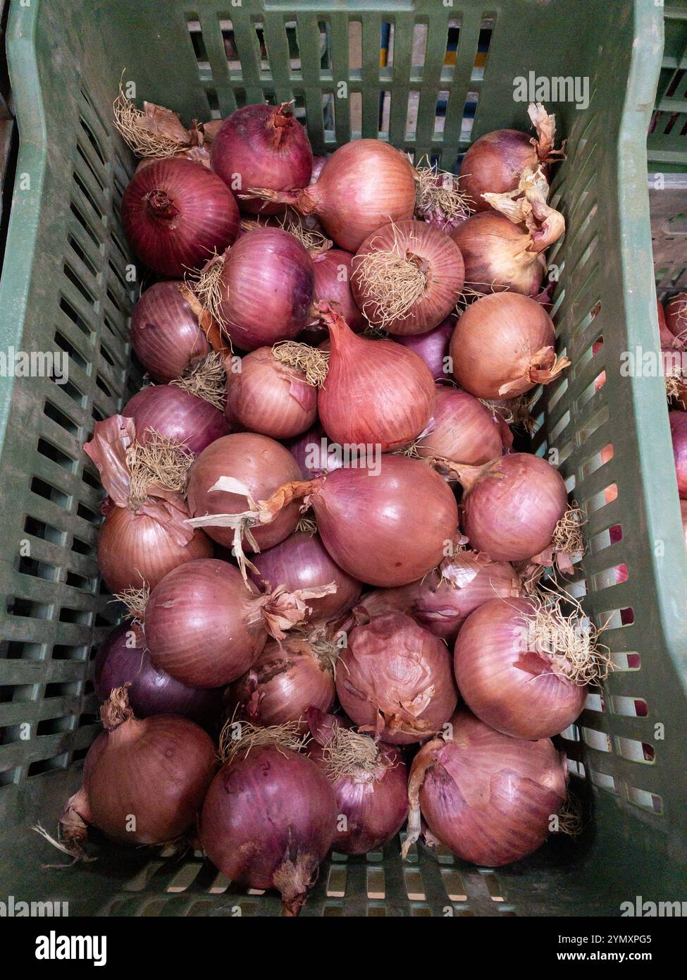 onions in the box Stock Photo - Alamy
