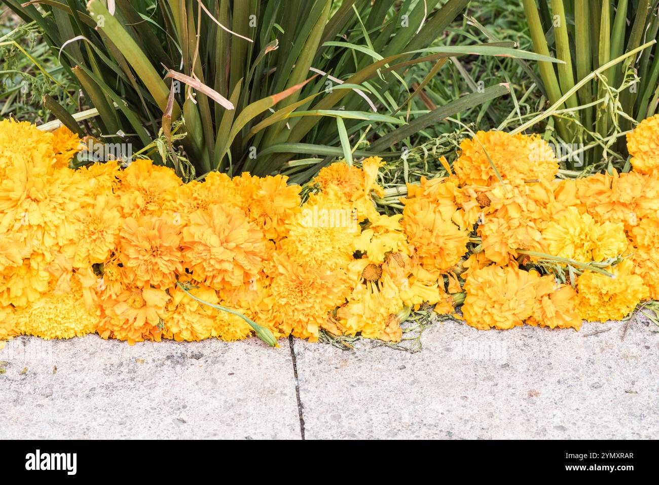 Day of the Dead - church wall decorated with Mexican Marigolds (the ...