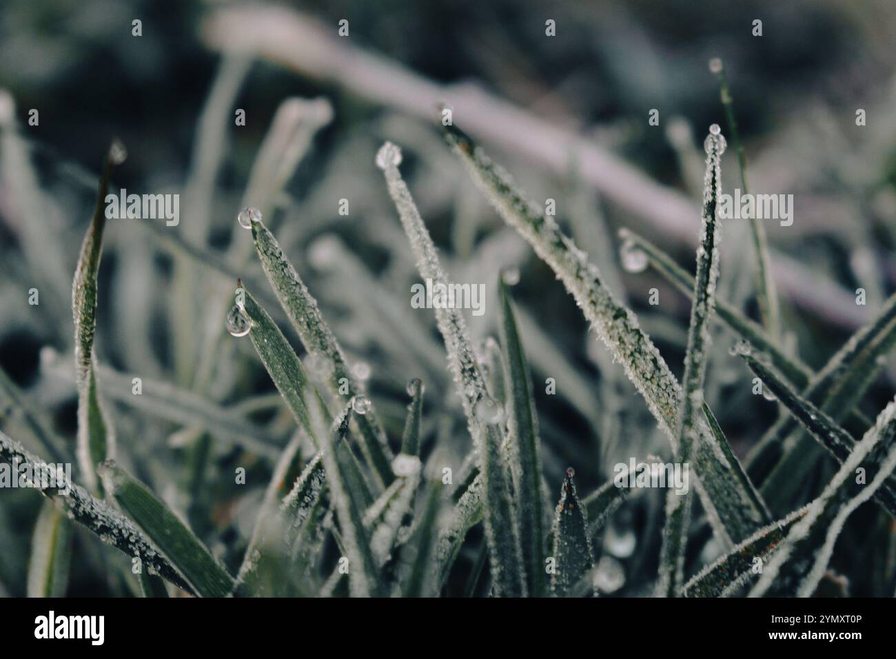 Frozen grass close up. Icy hoar on green grass. Winter nature background. Frozen dew on the ...