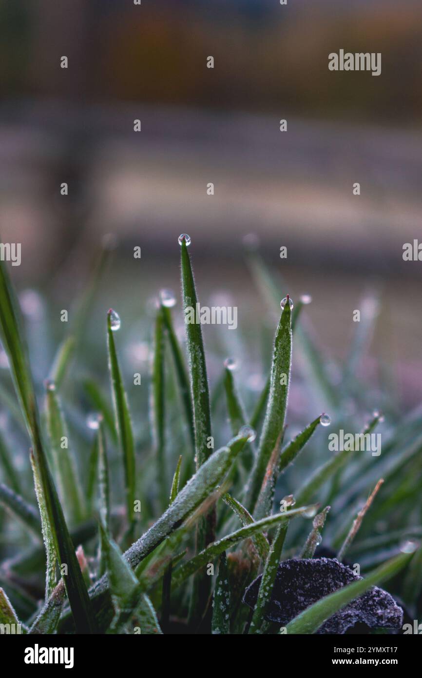 Frozen grass close up. Icy hoar on green grass. Winter nature ...