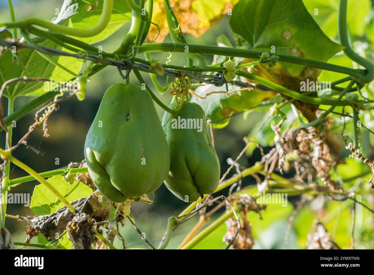Gourds/ melons of Chayote growing in rural Mexico Stock Photo - Alamy