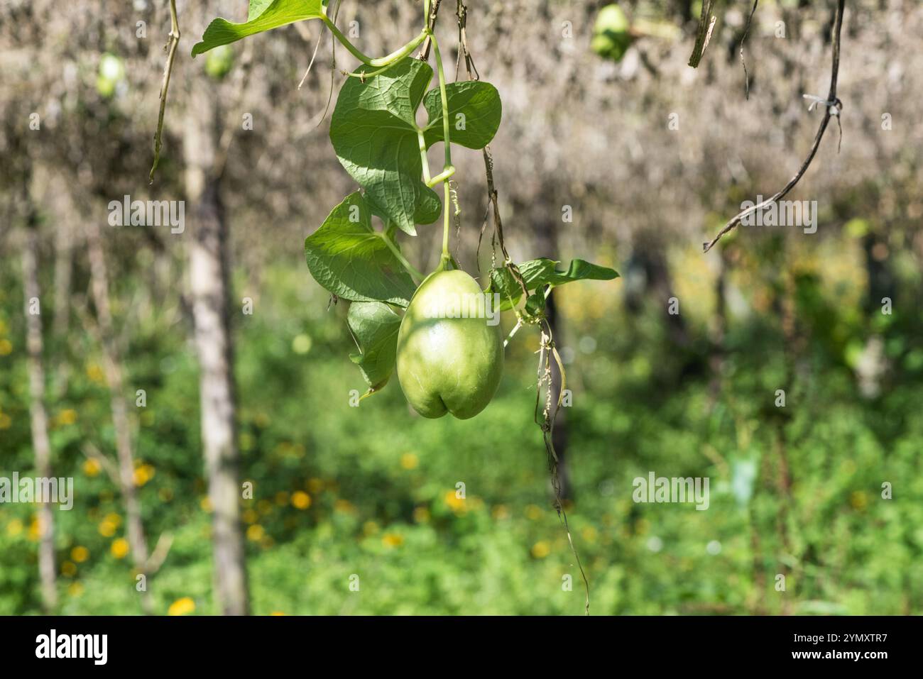 Gourds/ melons of Chayote growing in rural Mexico Stock Photo - Alamy
