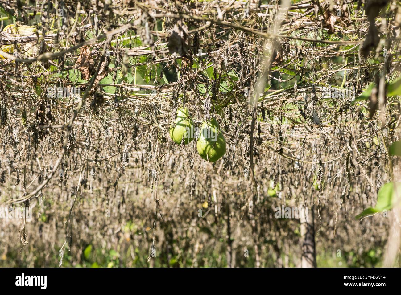 Gourds/ melons of Chayote growing in rural Mexico Stock Photo - Alamy
