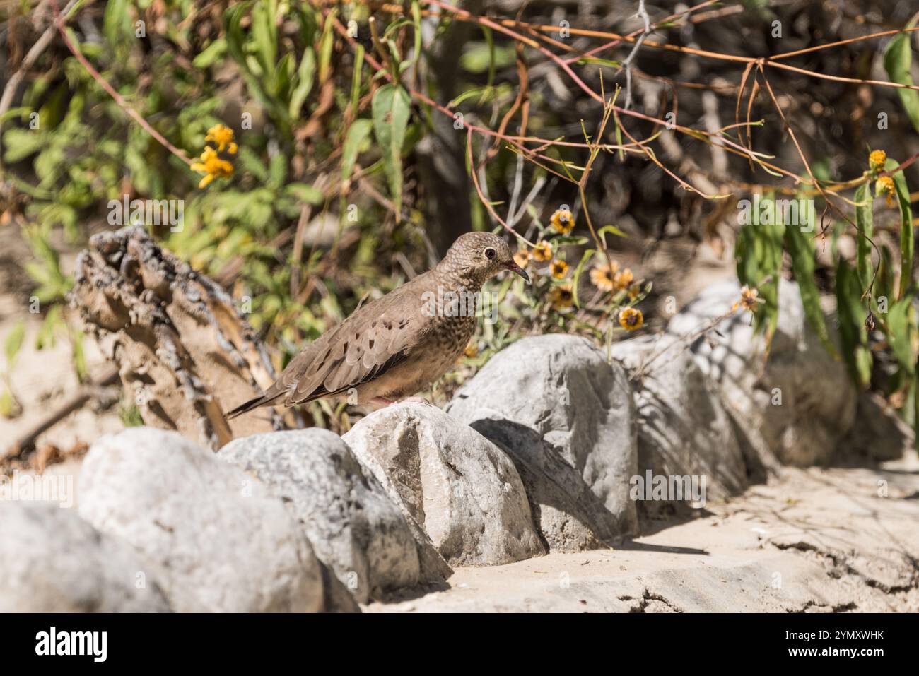 Inca Dove (Columbina inca) foraging on the ground in Mexico Stock Photo ...