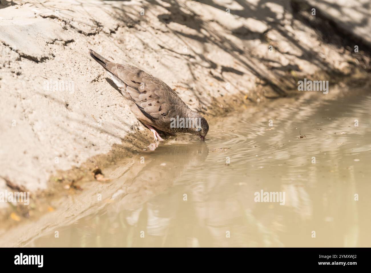 Inca Dove (Columbina inca) drinking from a man-made pond in Mexico ...