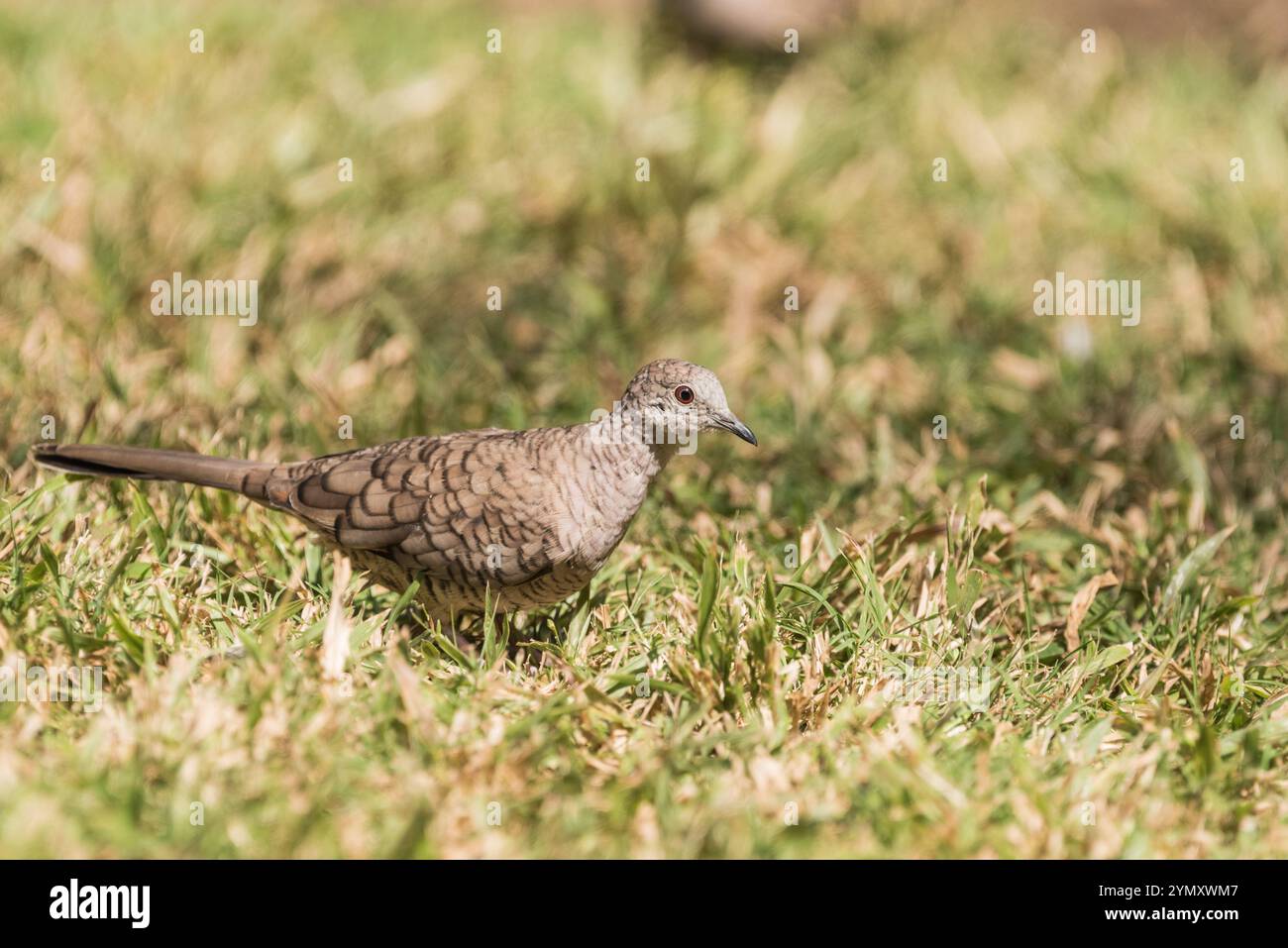 Inca Dove (Columbina inca) foraging on the ground in Mexico Stock Photo ...