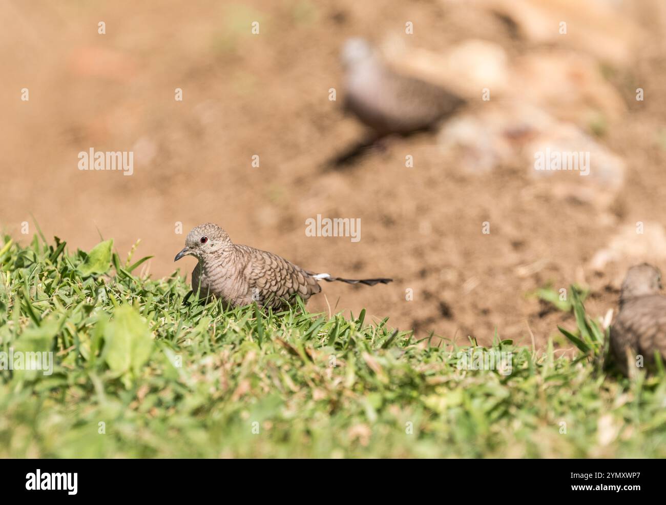 Inca Dove (Columbina inca) foraging on the ground in Mexico Stock Photo ...