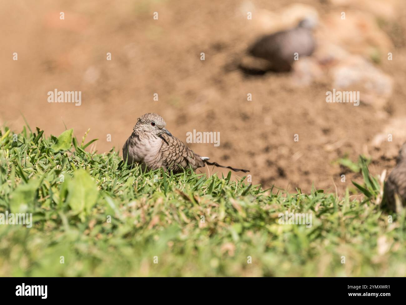 Inca Dove (Columbina inca) foraging on the ground in Mexico Stock Photo ...