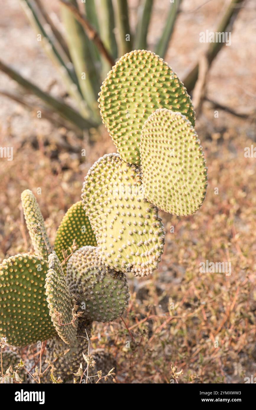 Bunny Ear's Cactus (Opuntia microdasys) clearly showing the glochids ...