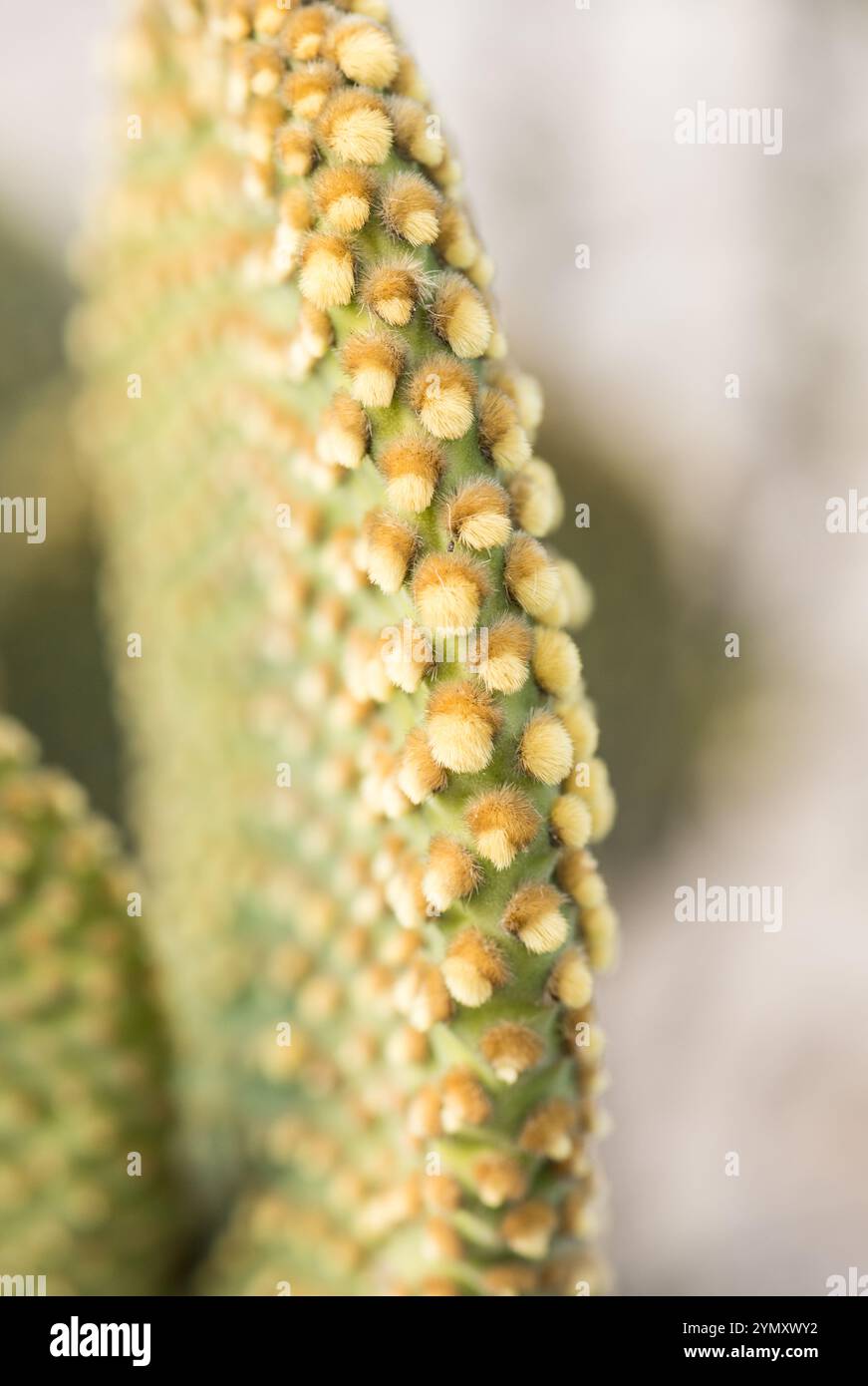 Bunny Ear's Cactus (Opuntia microdasys) clearly showing the glochids ...