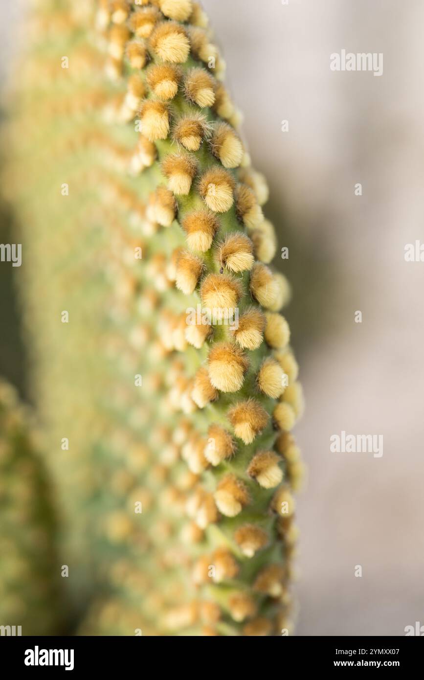 Bunny Ear's Cactus (Opuntia microdasys) clearly showing the glochids ...