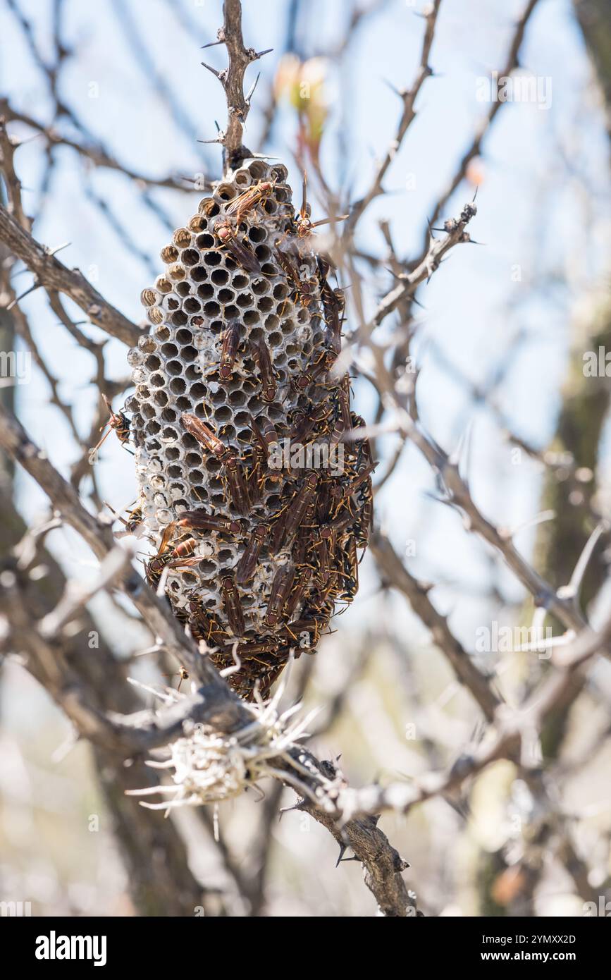 Nest of the Unstable Paper Wasp (Polistes instabilis) with wasps ...