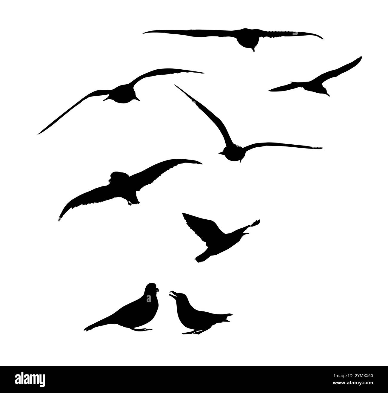 Seagull silhouette. Isolated birds on white background. hand drawing ...