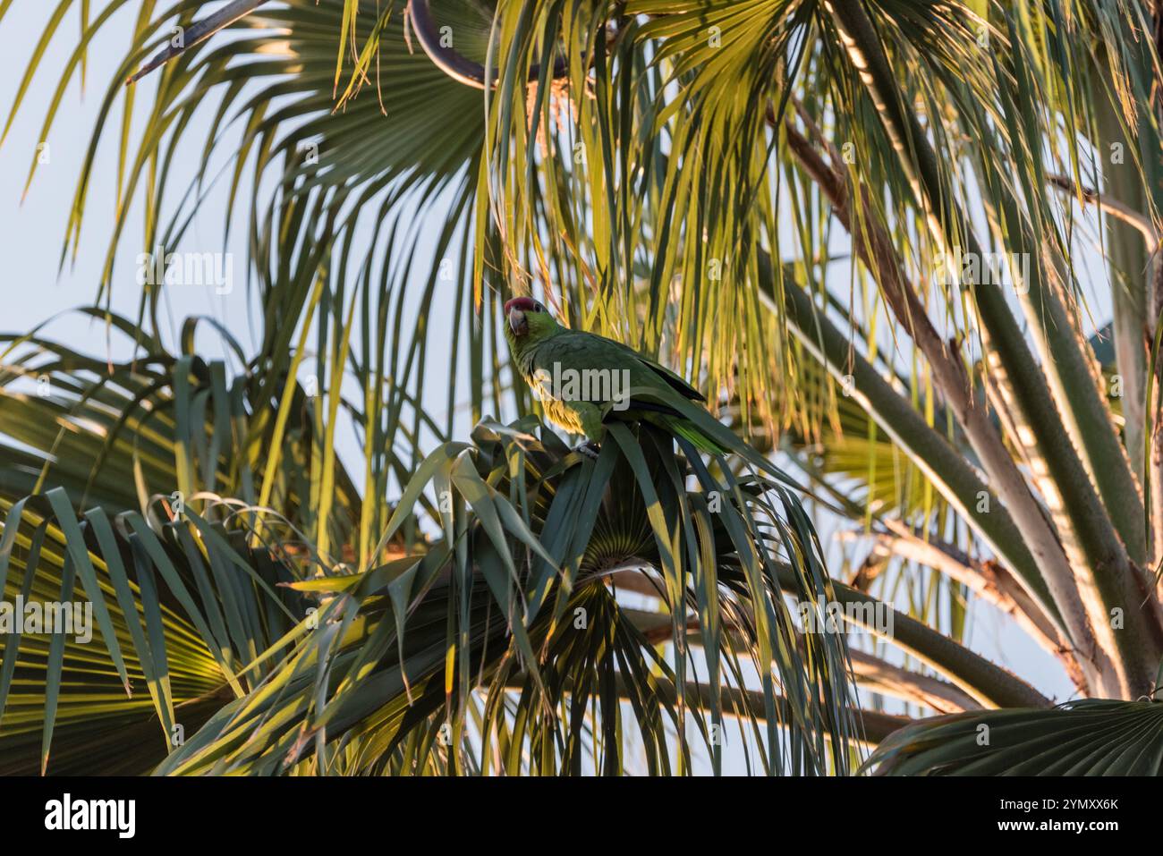 Red-lored Parrot (Amazona autumnalis) perched in a palm tree in Oaxaca ...