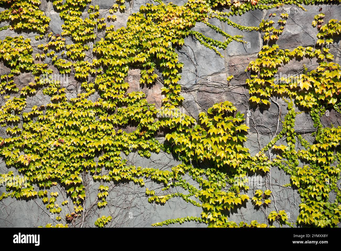 Creeping ivy on a stone wall Stock Photo - Alamy