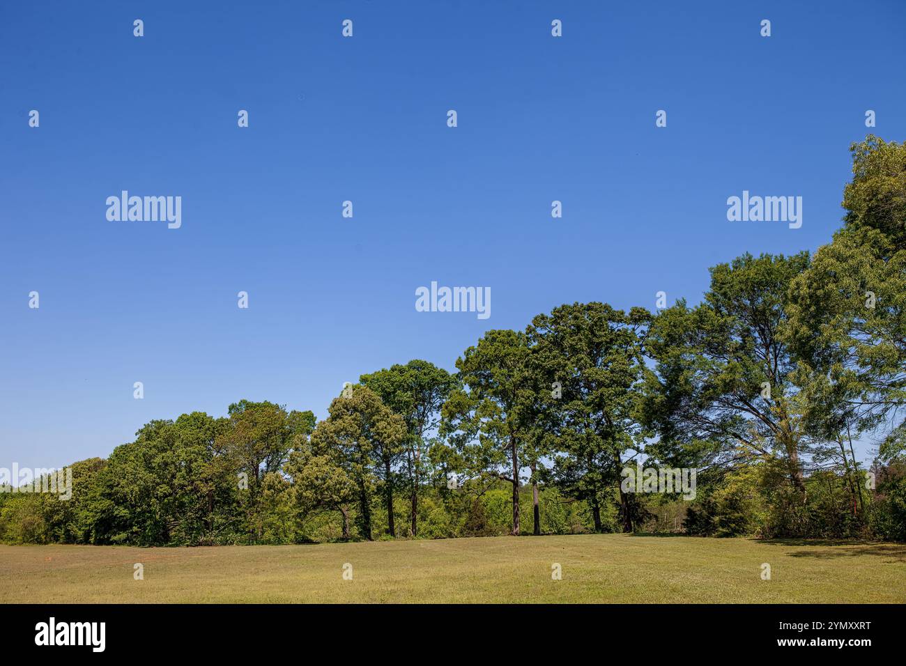 Scenic Golf Course Landscape with Blue Sky and Tree-Lined Edge Stock ...