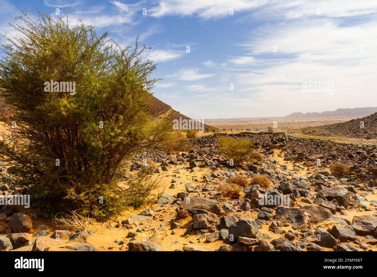 Sahadra desert landscape with acacia trees (Acacia tortilis raddiana ...