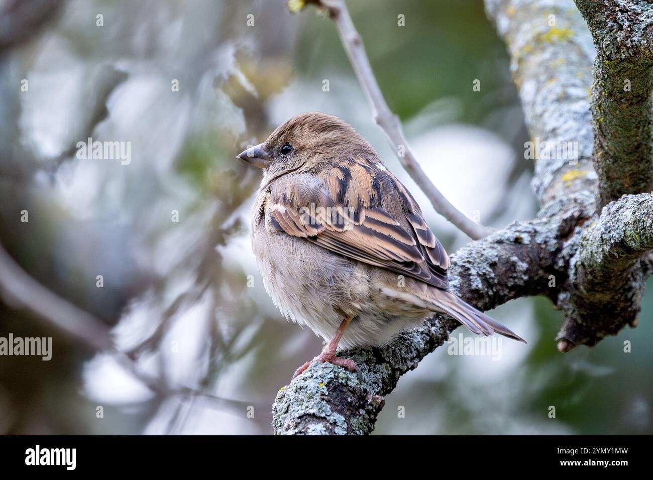 Female House Sparrow with brown and grey plumage. Feeds on seeds ...