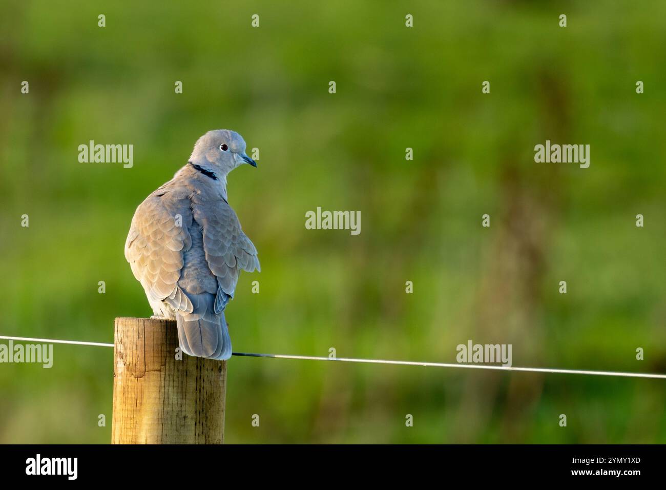 Collared Dove with pale grey plumage and black neck ring. Feeds on ...