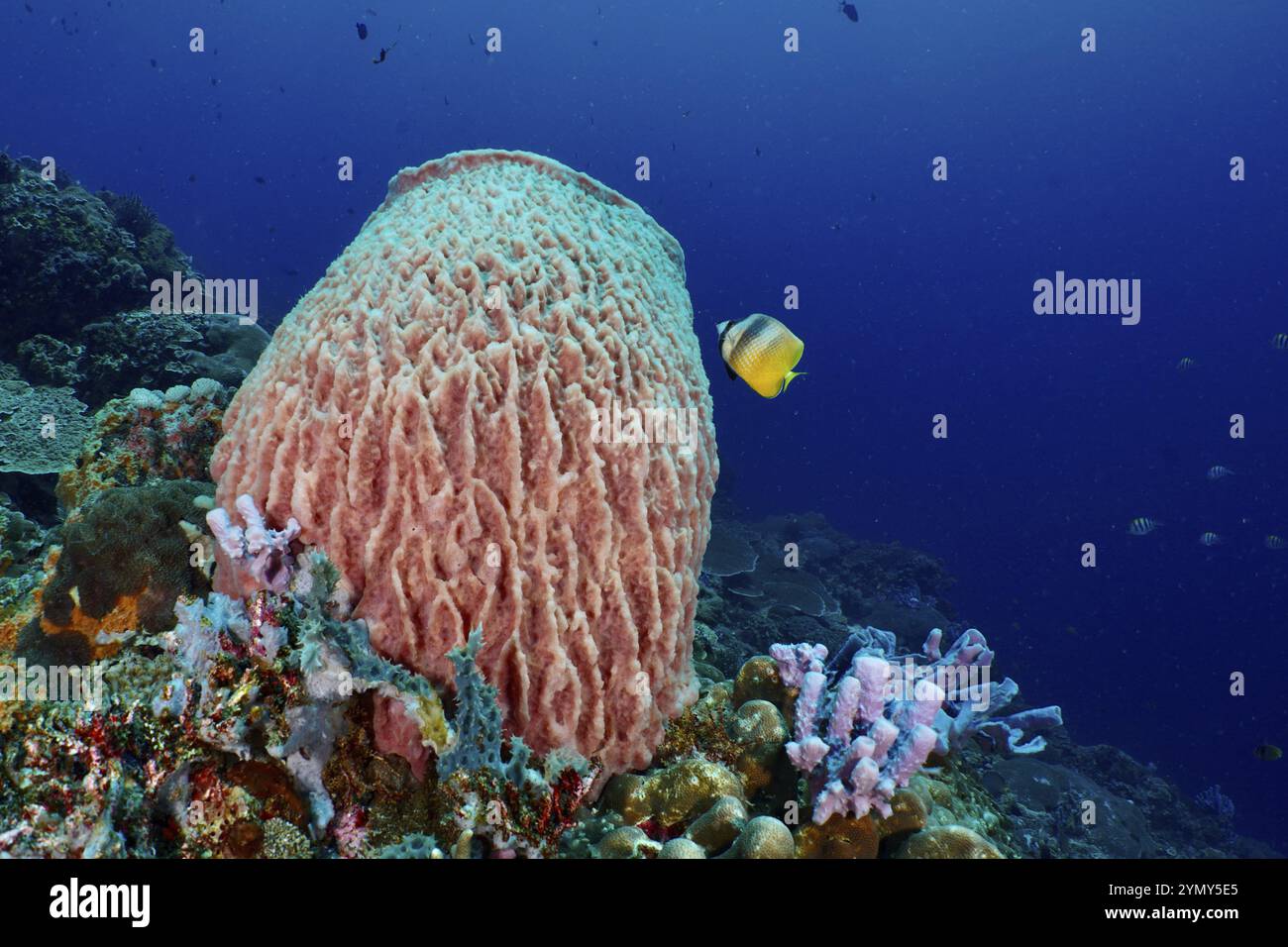 Barrel sponge, Barrel sponge (Xestospongia testudinaria) with corals ...