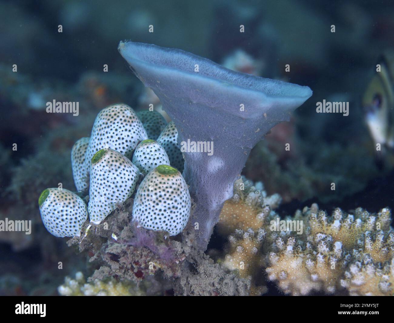 Large tube sponge (Haliclona (Reniera) and robust reef sea squirts (Atriolum robustum) next to ...