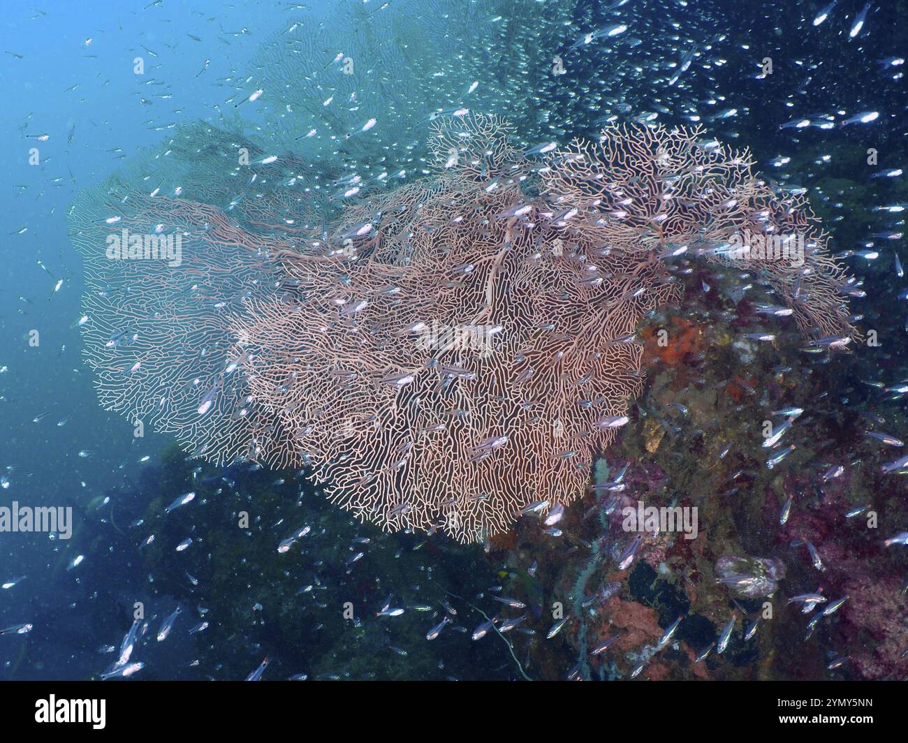 Shoals of fish swimming around large giant fan coral (Annella mollis ...