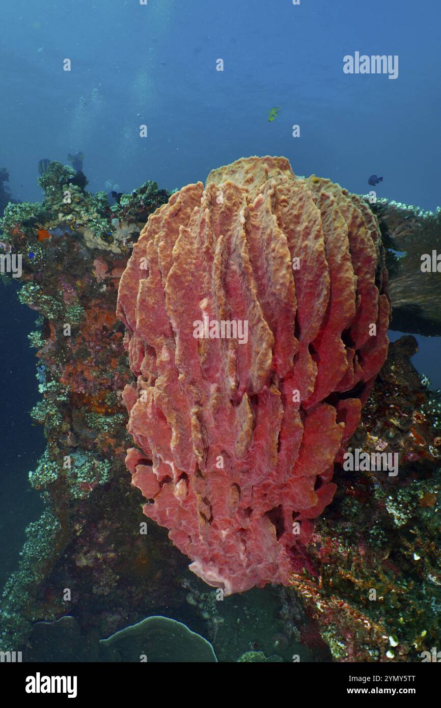 Barrel sponge, barrel sponge (Xestospongia testudinaria) underwater on ...