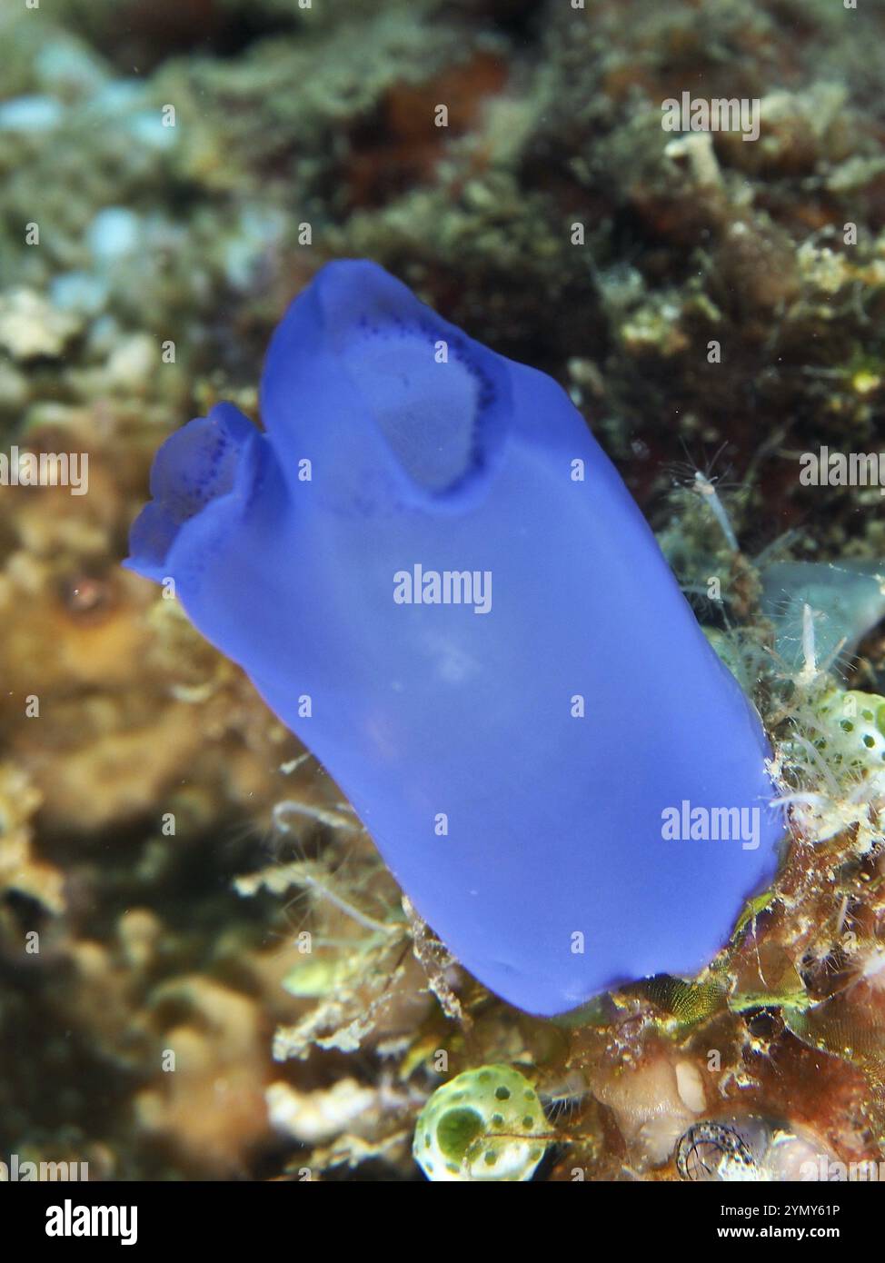Blue Sea Squirt (Clavelina coerulea) on a coral reef in the sea, dive ...