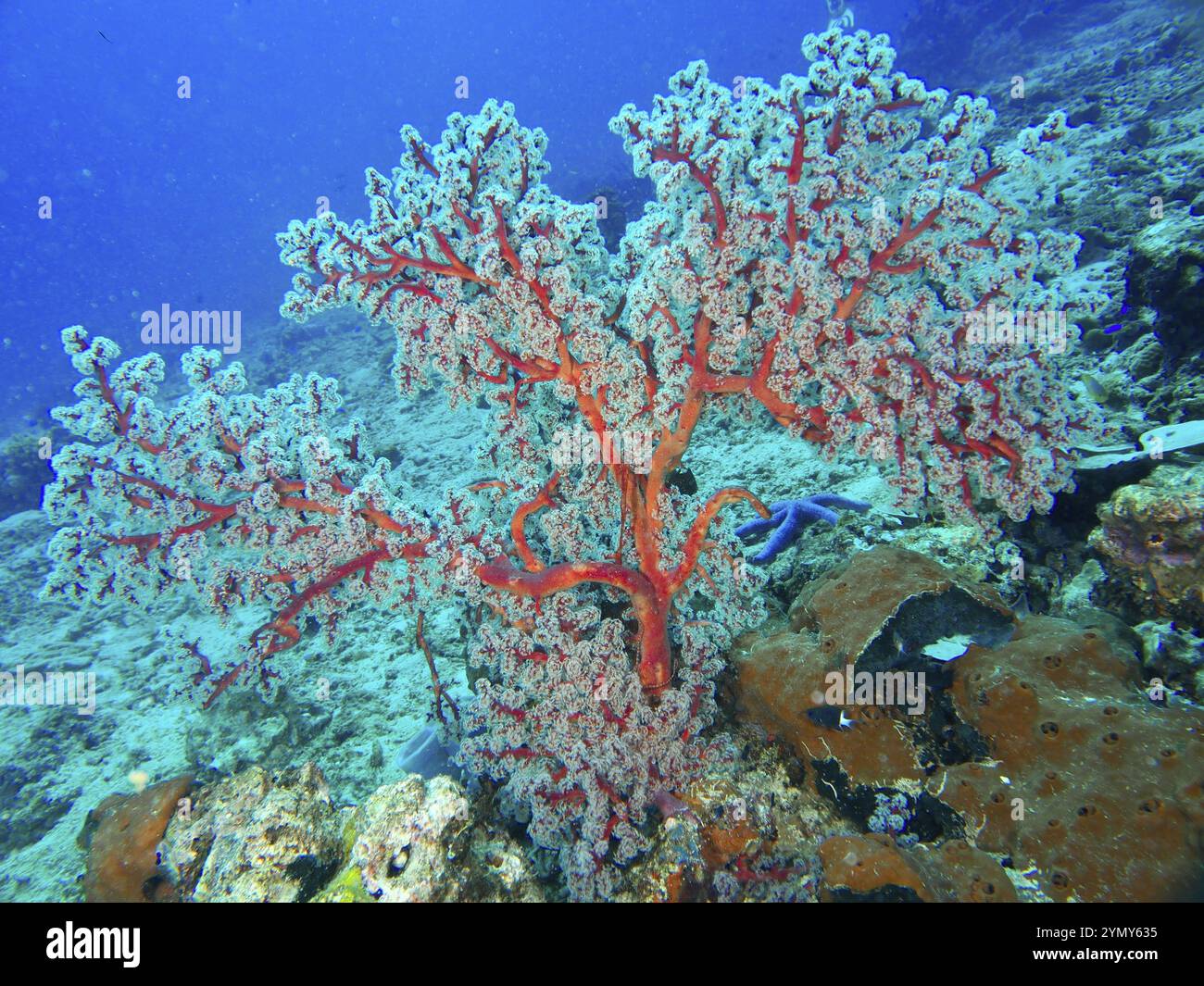 Red coral, Godeffroy's soft coral (Siphonogorgia godeffroyi), in the ...