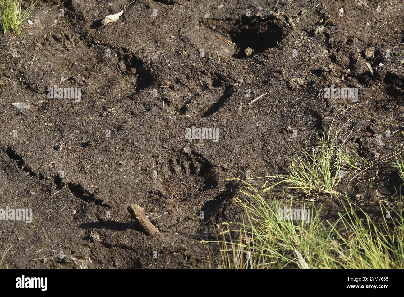 European brown bear (Ursus arctos) paw prints in soft ground, Lapland ...