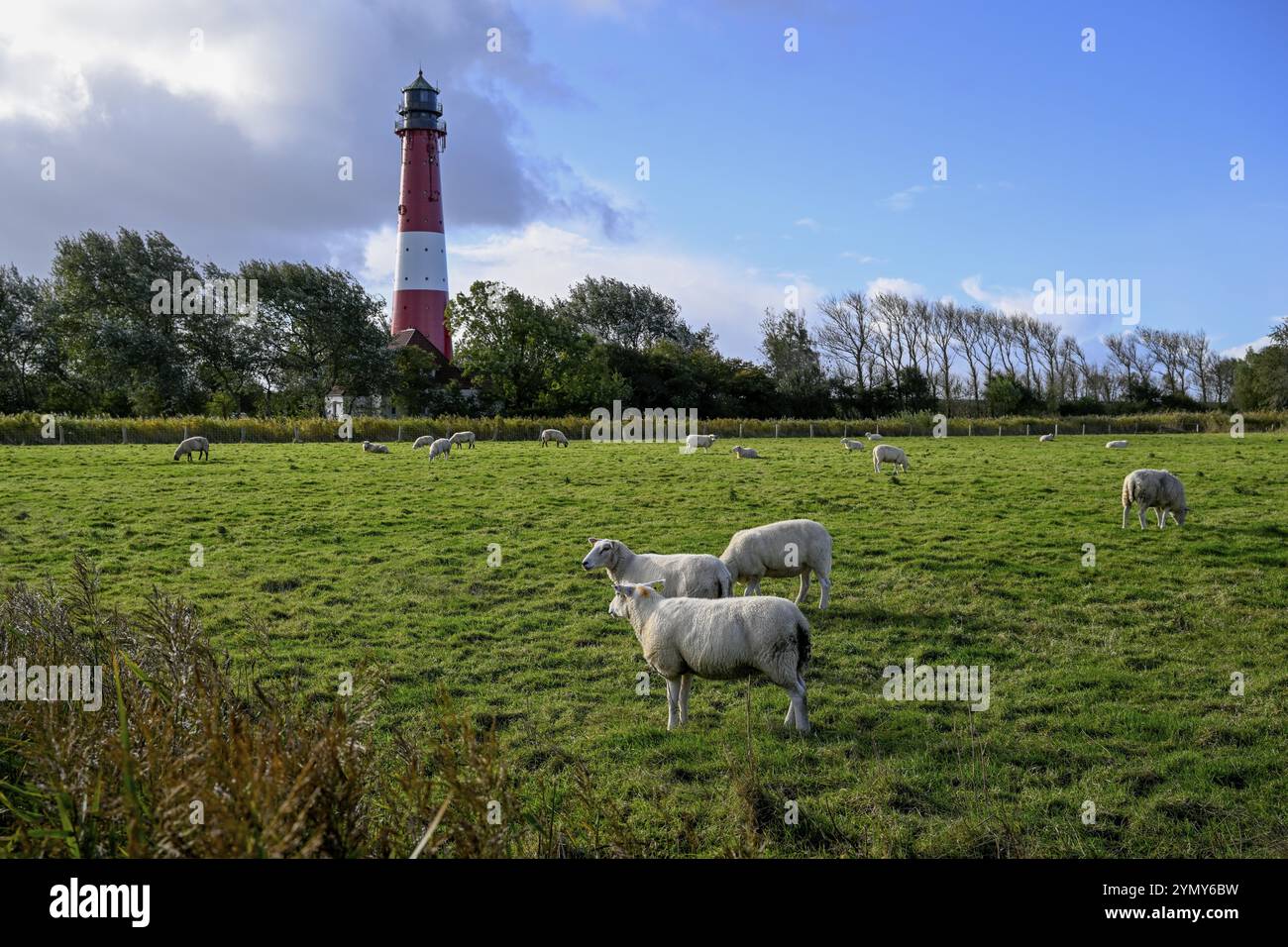 Sheep in front of the lighthouse from 1906, Pellworm island, Schleswig ...