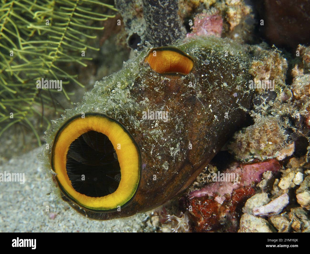 Golden tunicate hi-res stock photography and images - Alamy