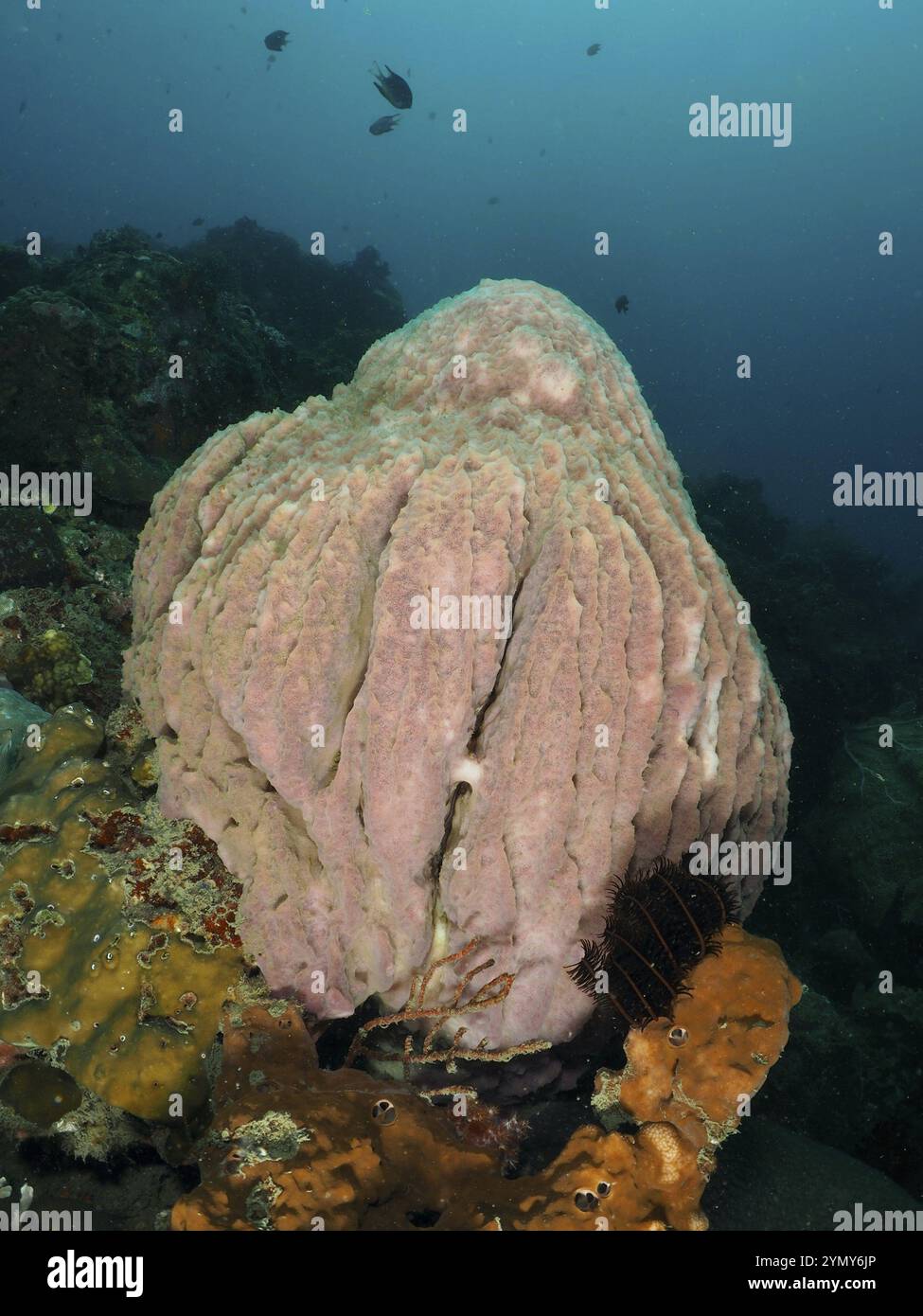 Barrel sponge, barrel sponge (Xestospongia testudinaria) on the seabed ...