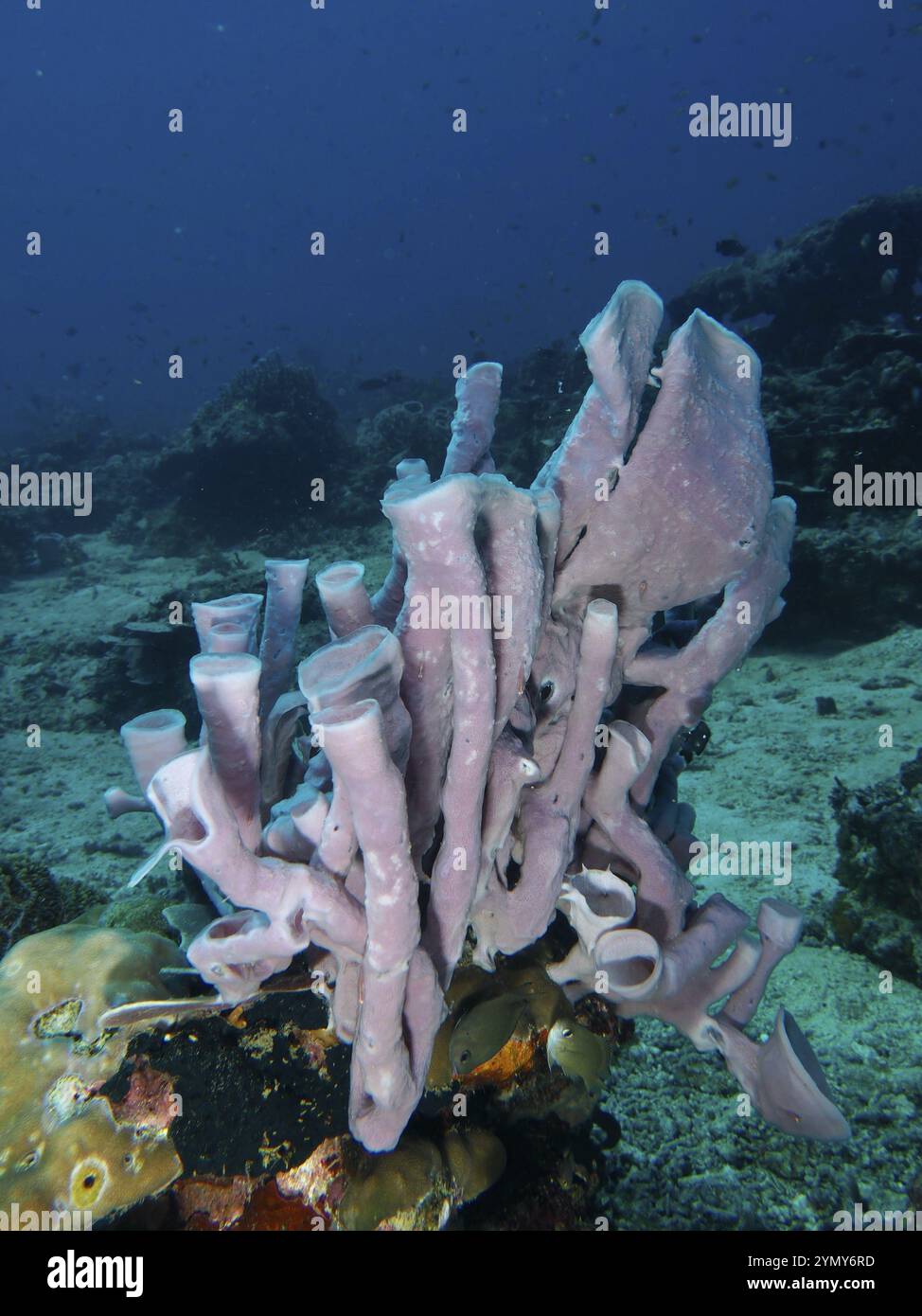 Pink-coloured large tubular sponge (Haliclona (Reniera), growing ...