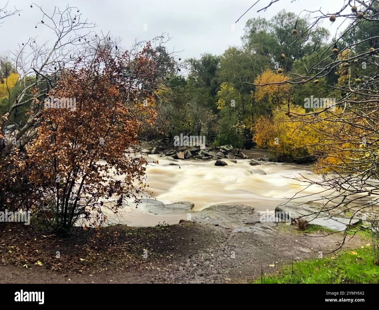 Santa Rosa, USA. 23rd November, 2024. Flooding in Santa Rosa, Sonoma ...