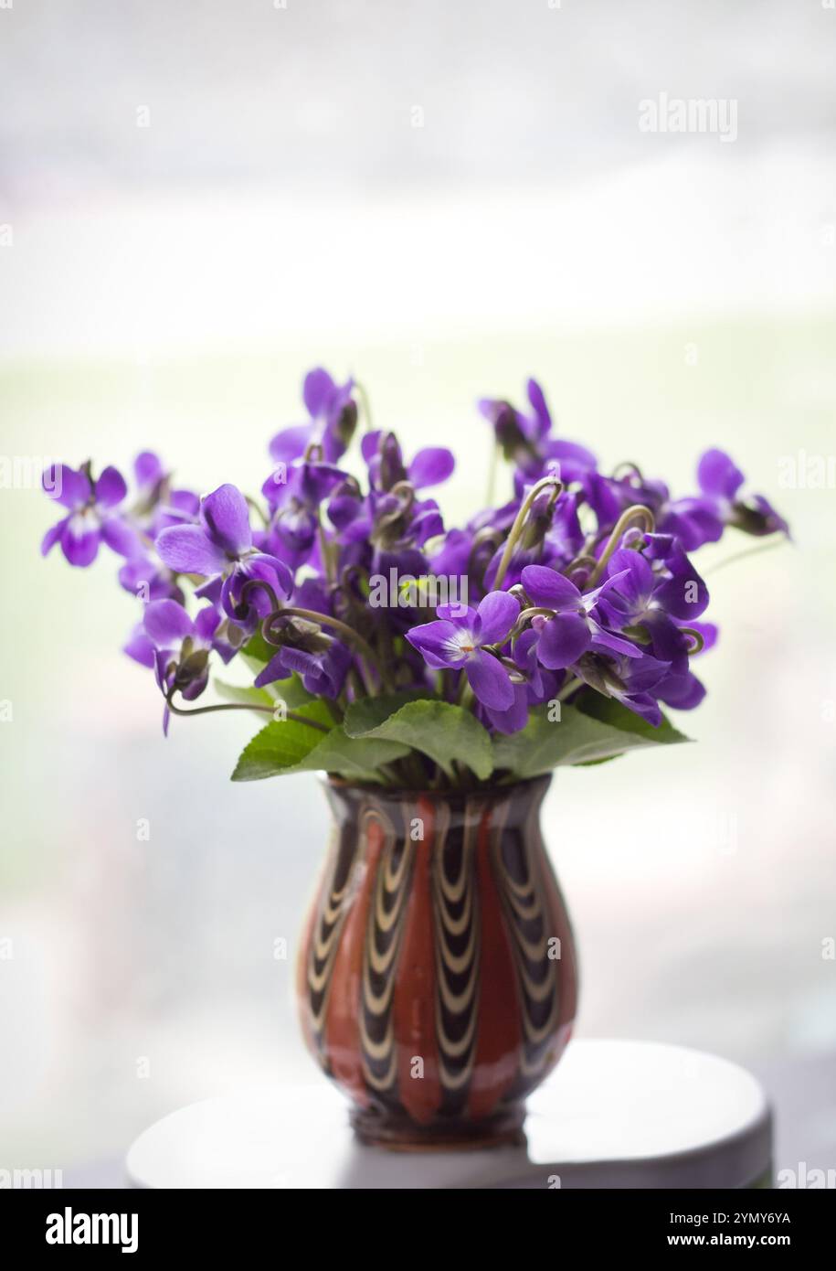 Violets flowers field in garden hi-res stock photography and images - Alamy
