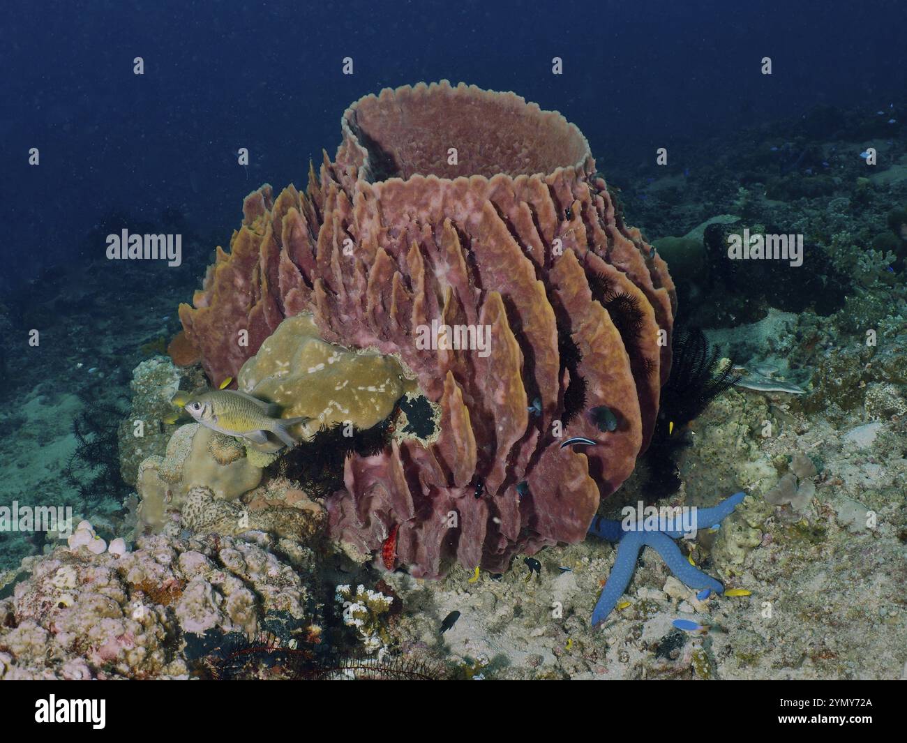 Barrel sponge, barrel sponge (Xestospongia testudinaria) with blue ...