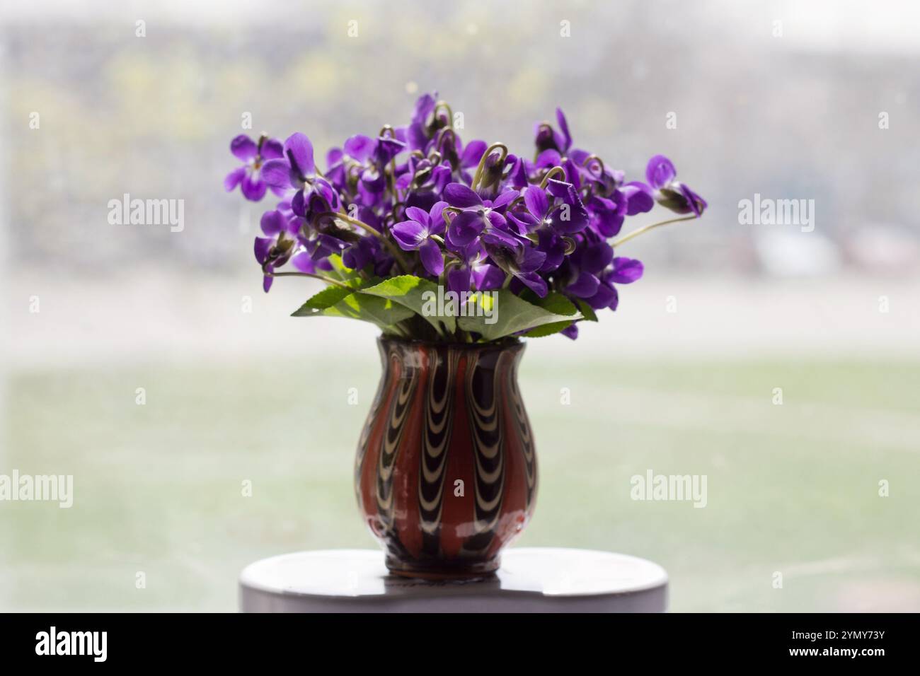 Violets flowers field in garden hi-res stock photography and images - Alamy