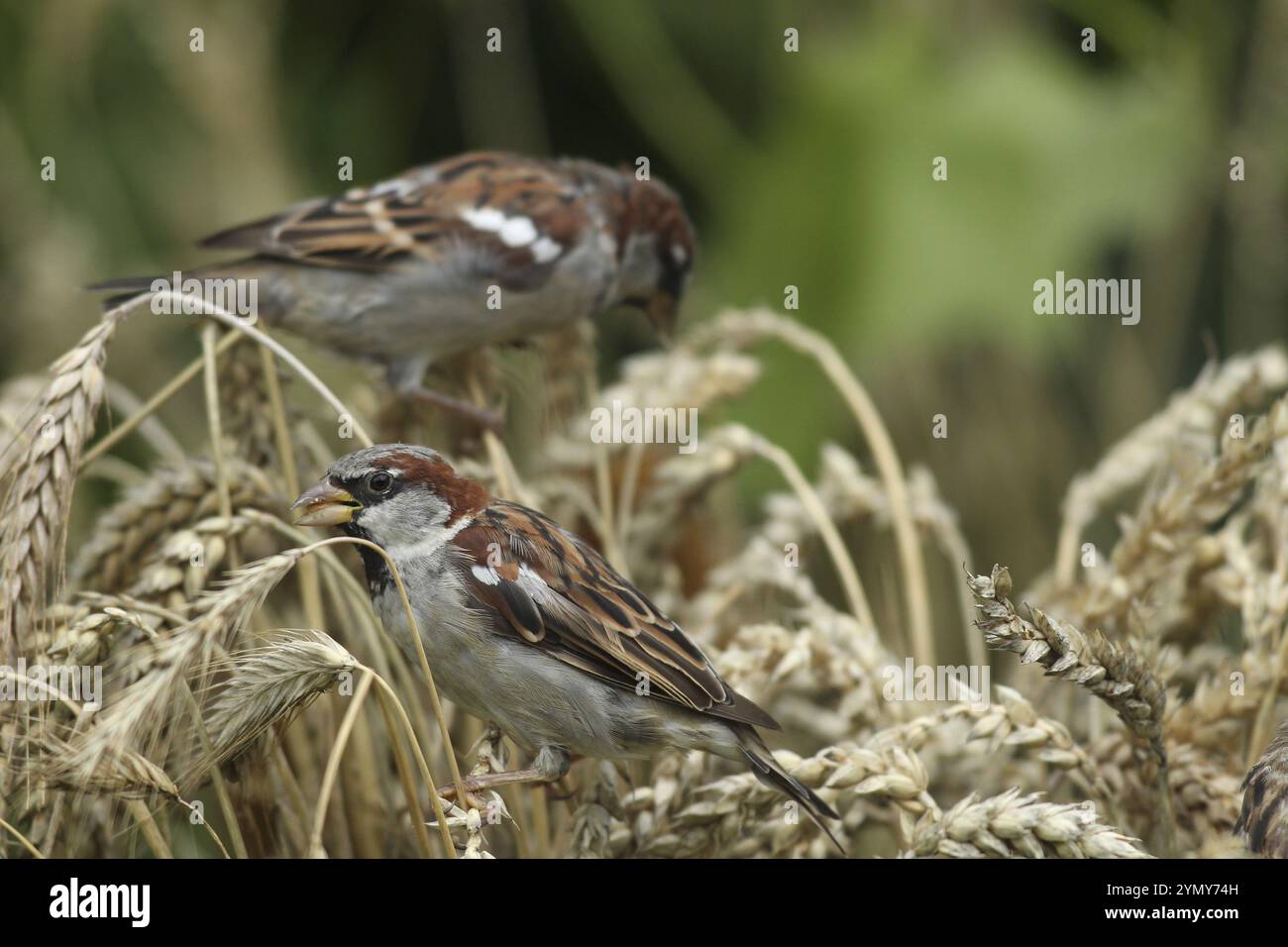House sparrow (Passer domesticus) male foraging in a wheat field ...