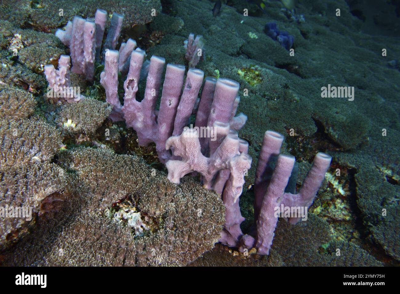 Elongated, pink large tube sponge (Haliclona (Reniera) in a fanned ...