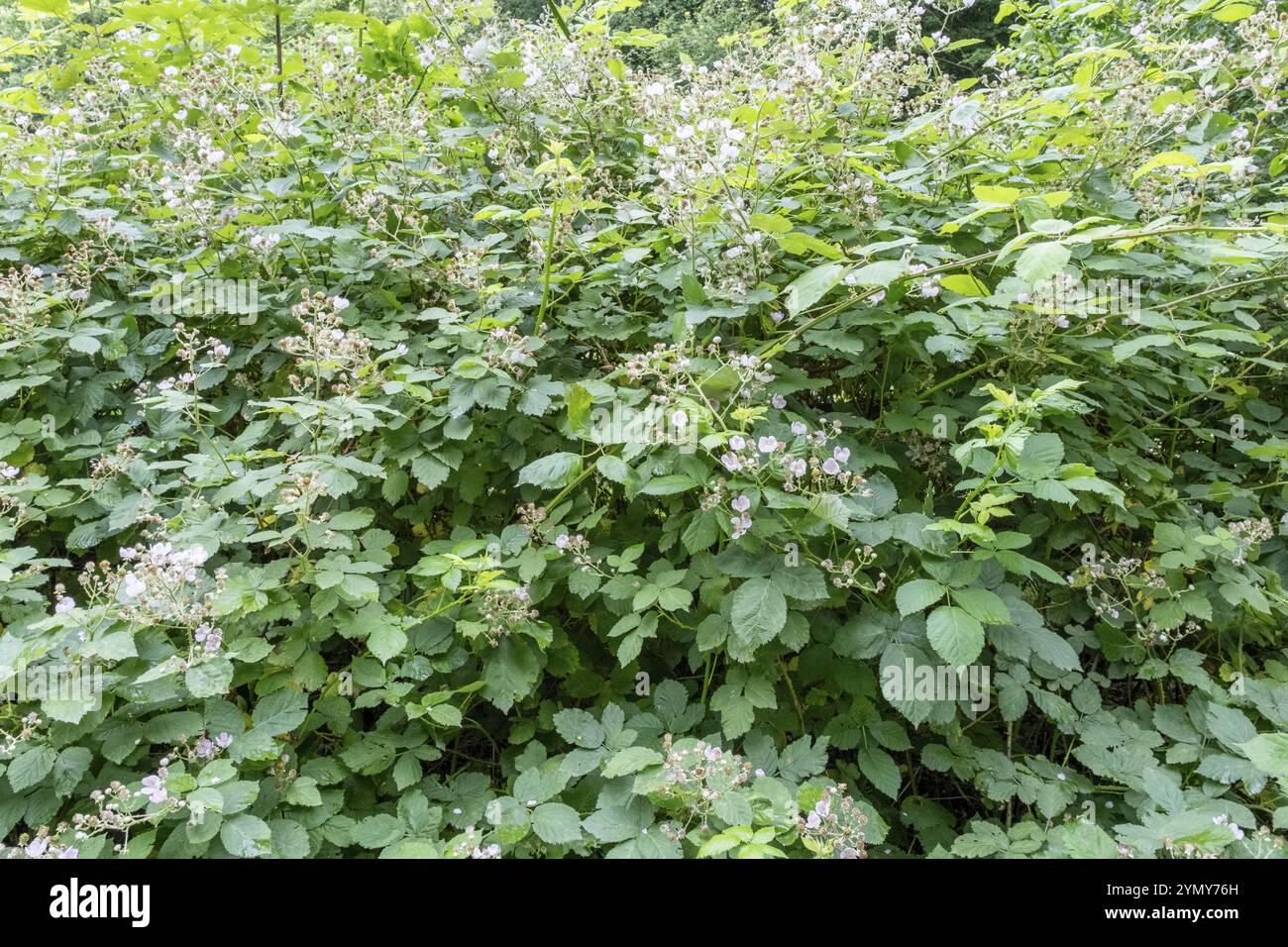 Vigorous blooms hi-res stock photography and images - Alamy