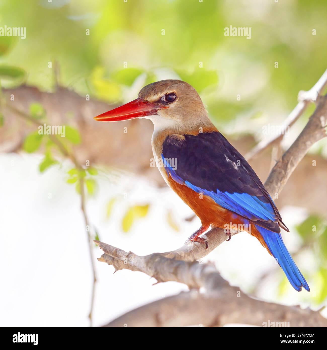 Grey-headed kingfisher, kingfisher, perch, foraging, biotope, habitat ...