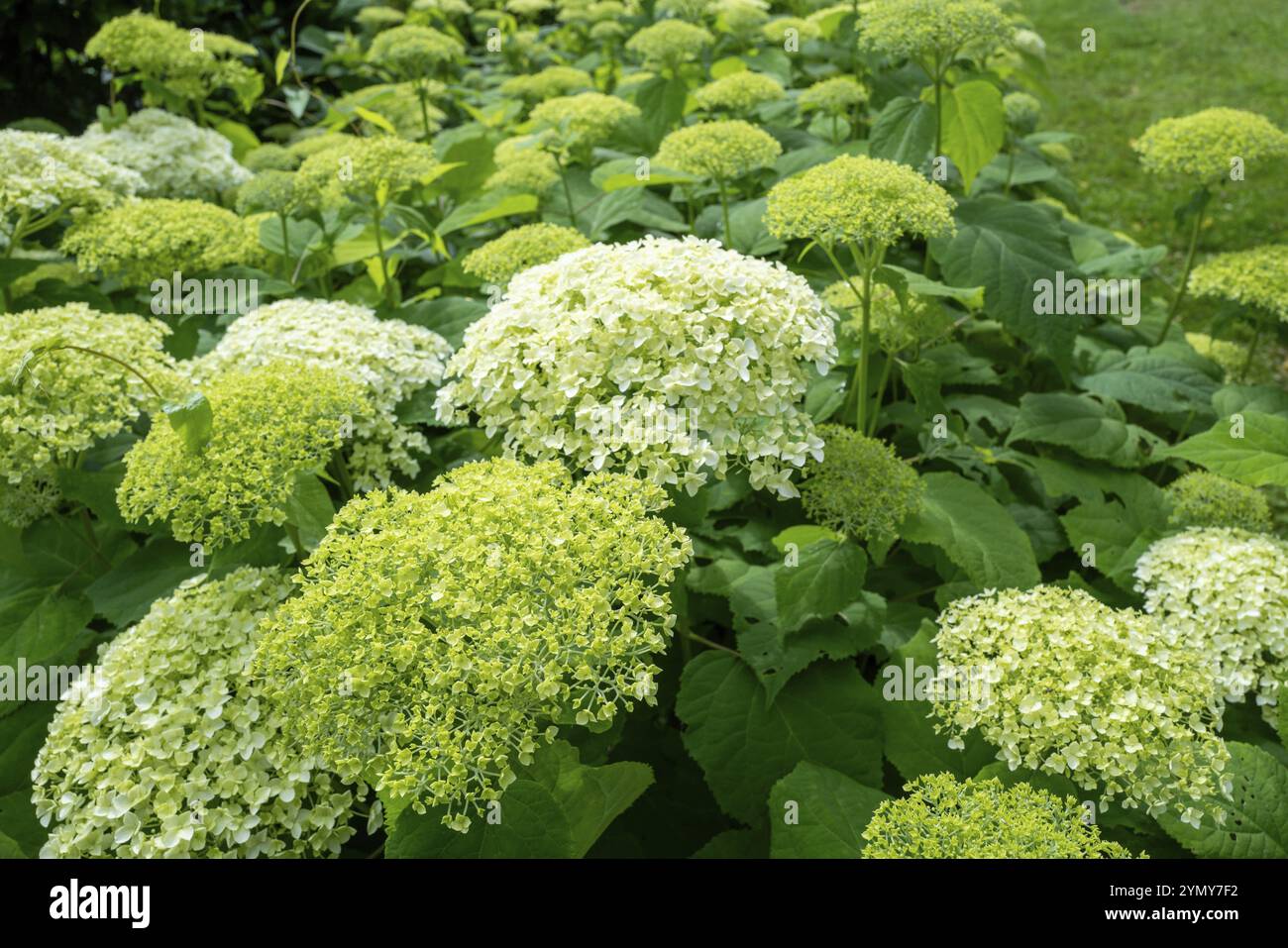 White green flowering ball hydrangea Hydrangea arborescens Stock Photo ...