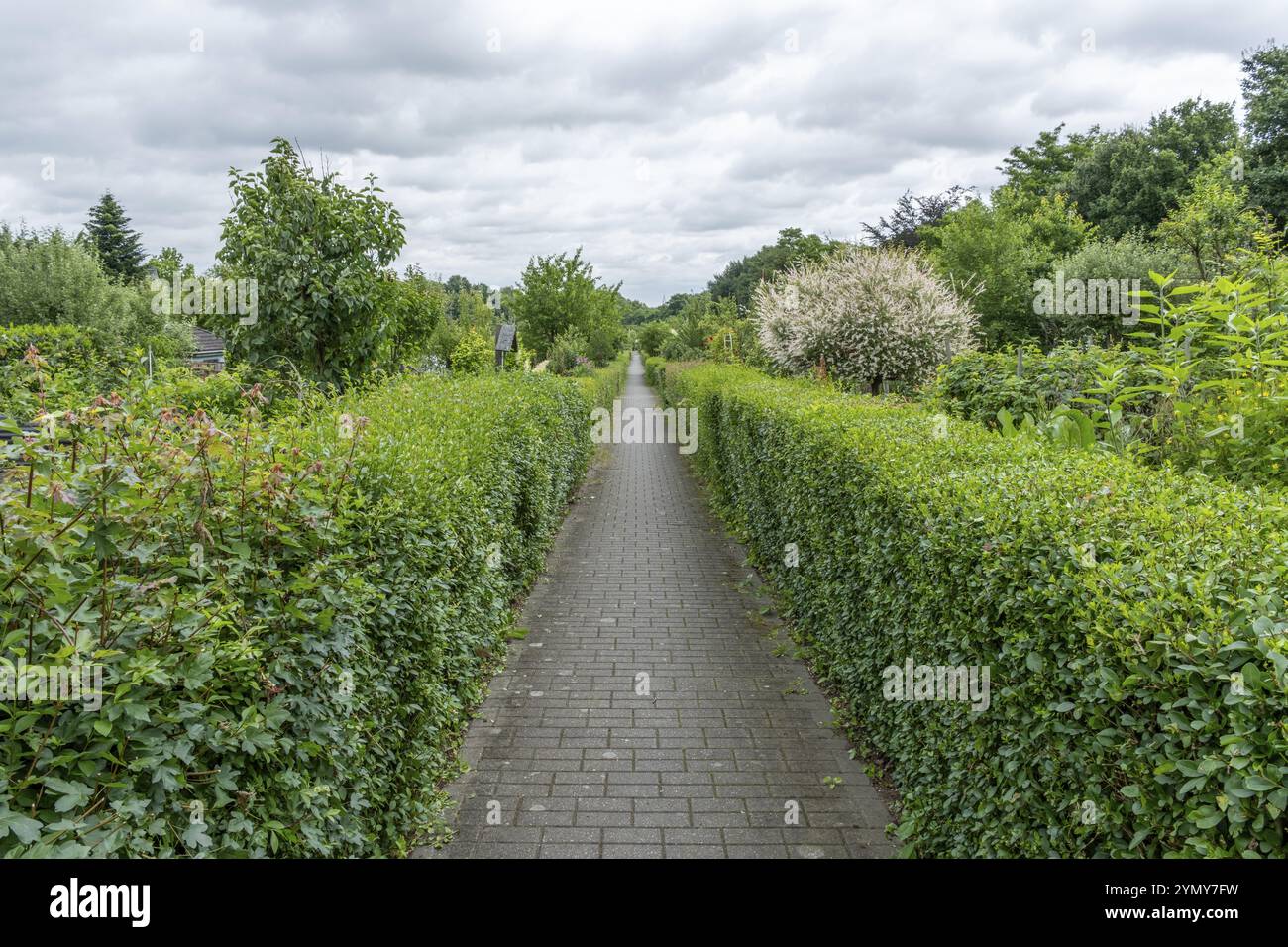 Shot through hedge hi-res stock photography and images - Alamy
