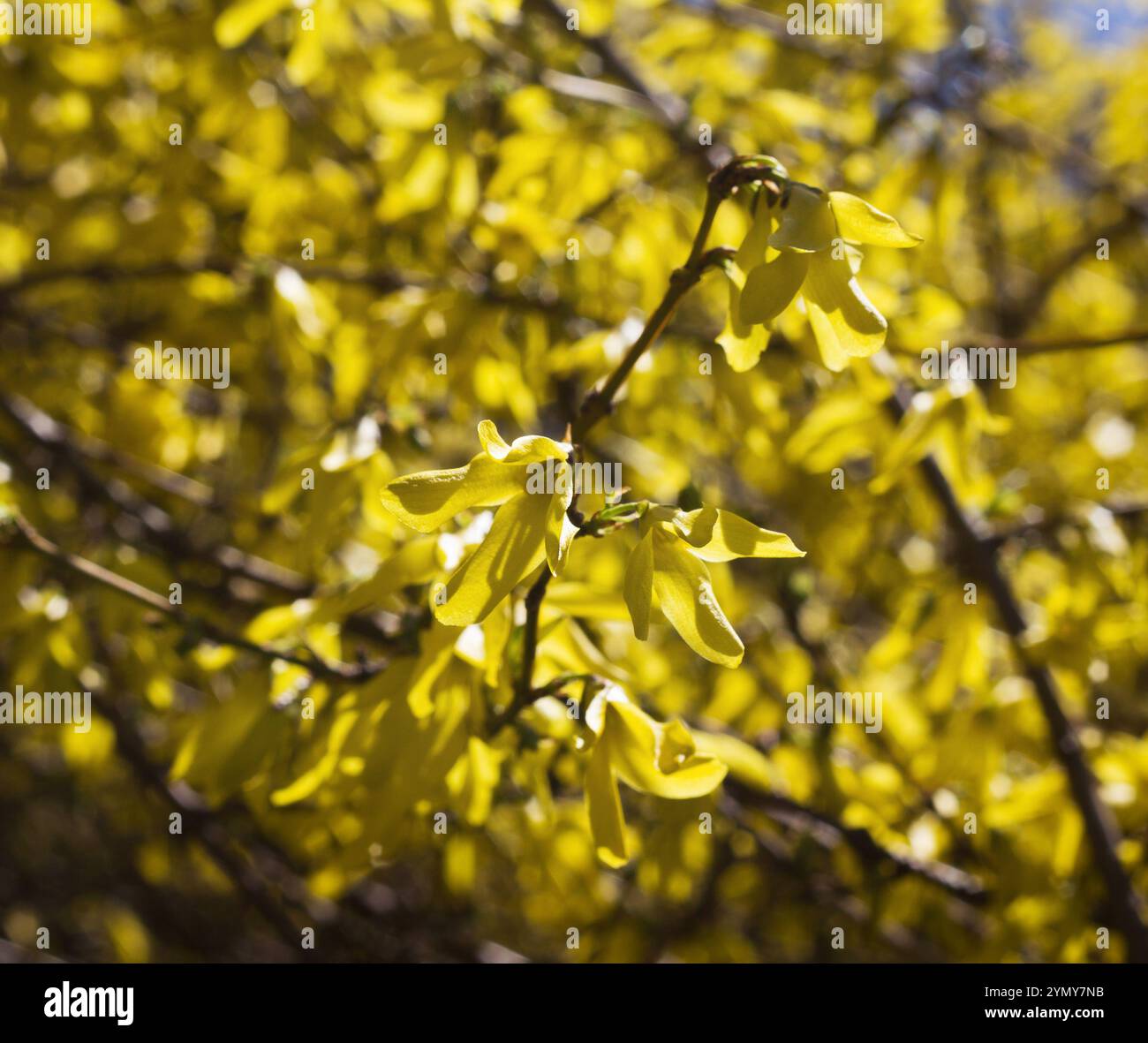Beautiful scene yellow spring hi-res stock photography and images - Alamy