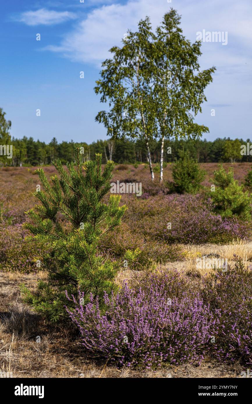 The Goebelner heath landscape in full bloom 3 Stock Photo - Alamy
